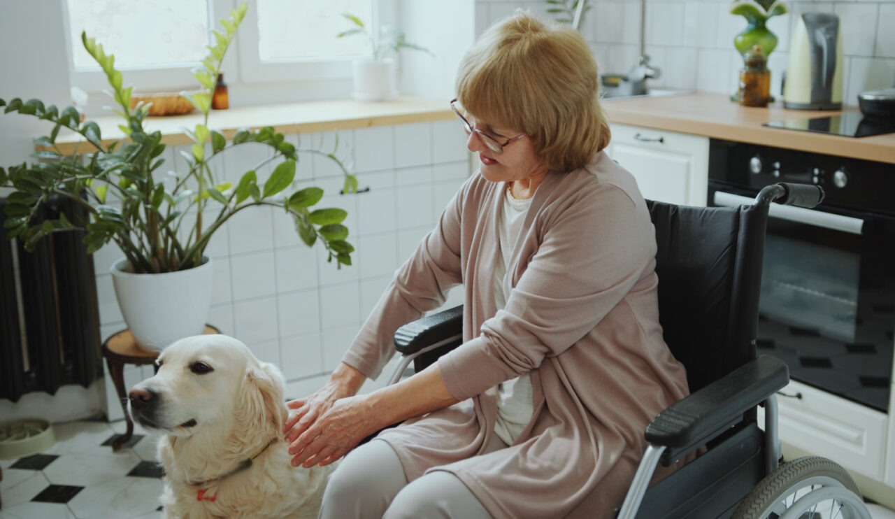 Understanding the Important Role of Service Dogs - Petworks Veterinary ...
